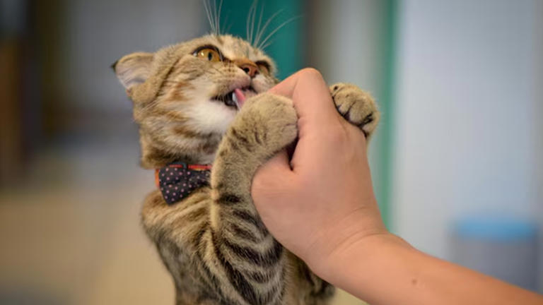 Not Just Rabies, A Cat's Scratch Can Give You Another Disease: Here's ...