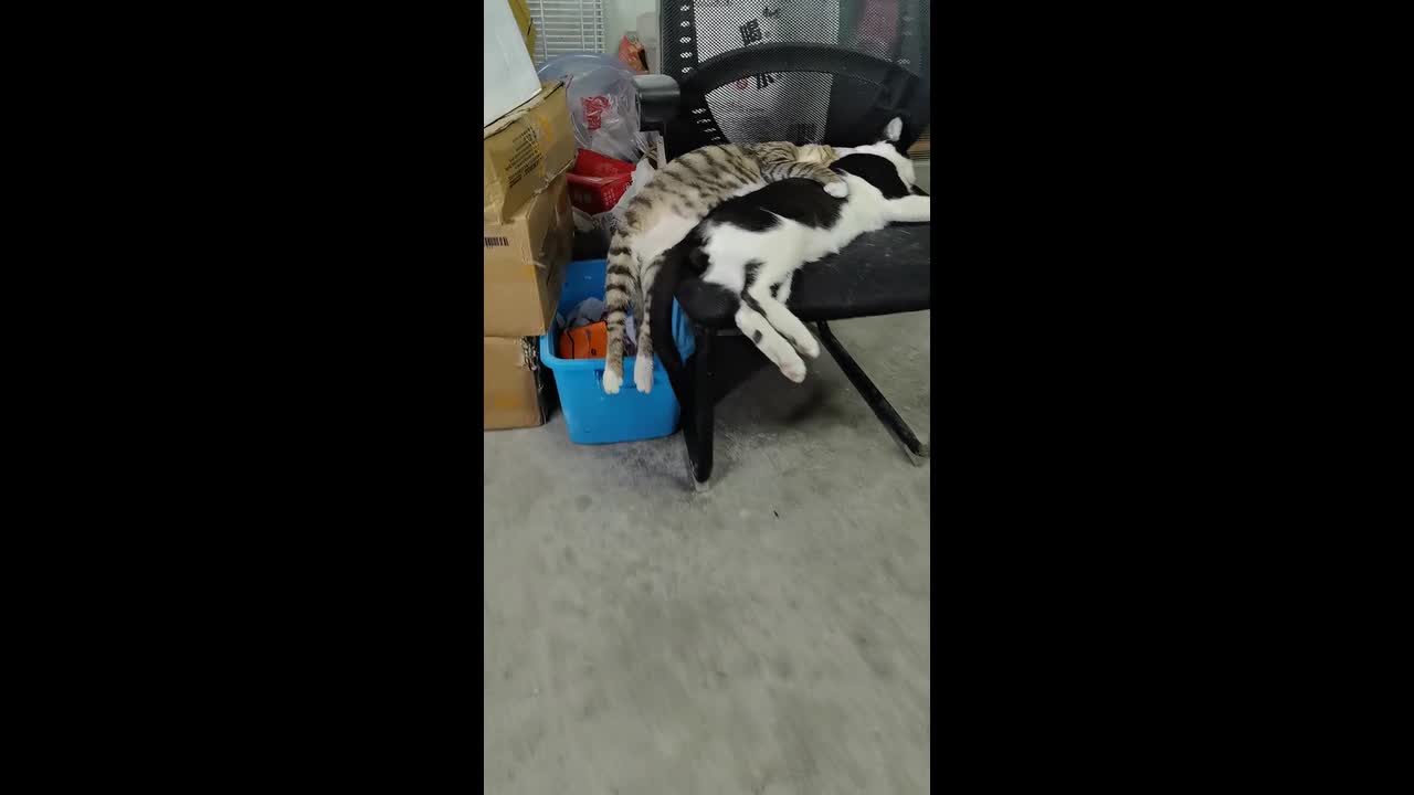 Sleepy cats on a chair in Chongqing, China