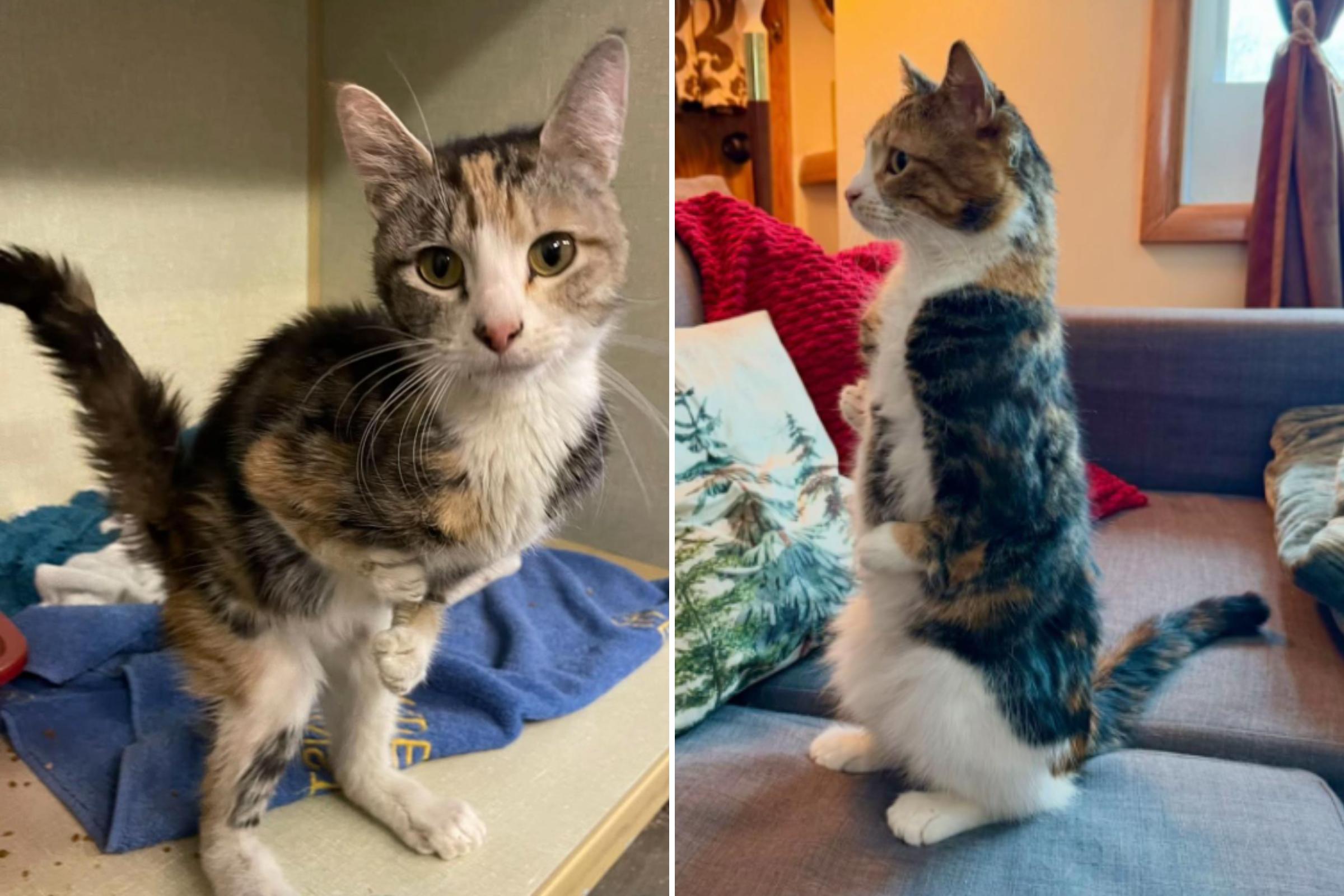 Disabled cat set to be euthanized—No one expecting what happens next