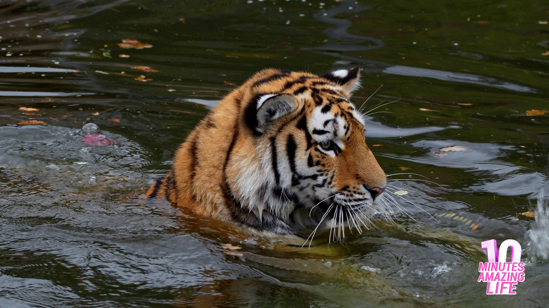Siberian Tiger in Water
