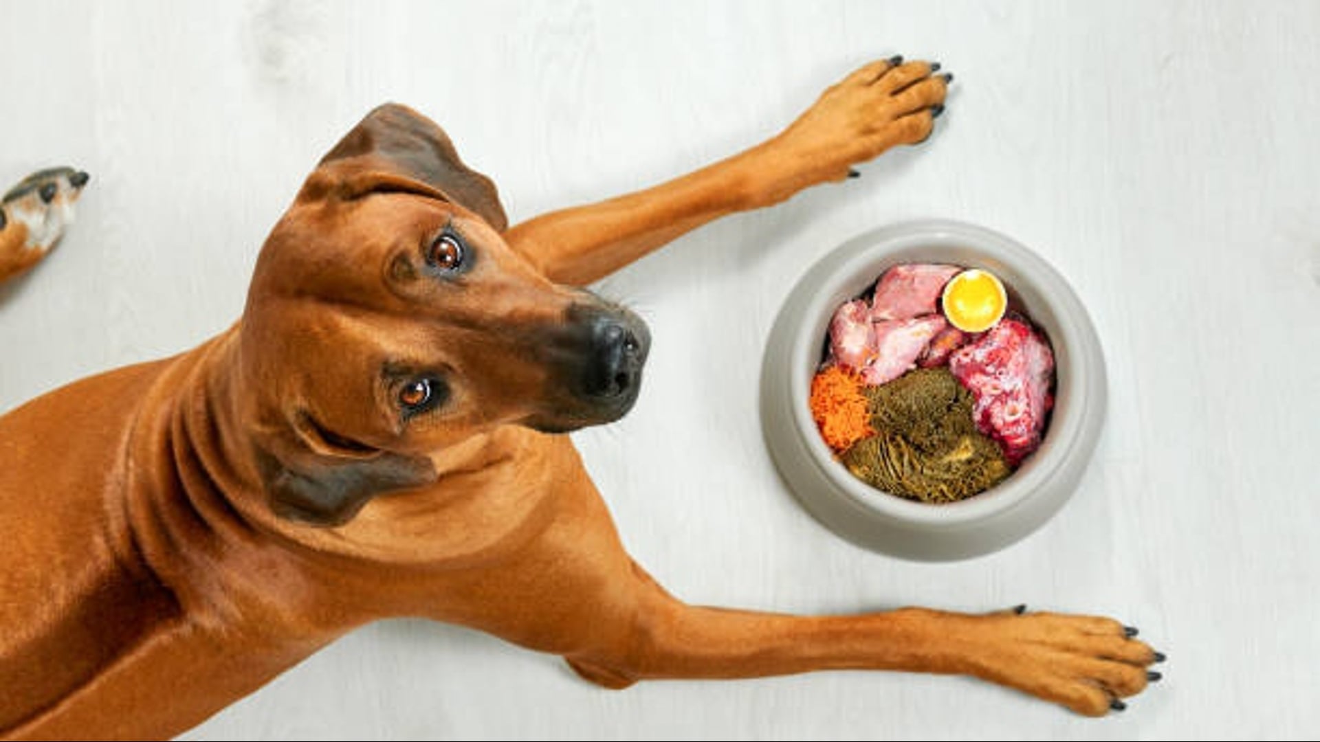 ¿Cómo Alimentar Correctamente A Tu Perro?