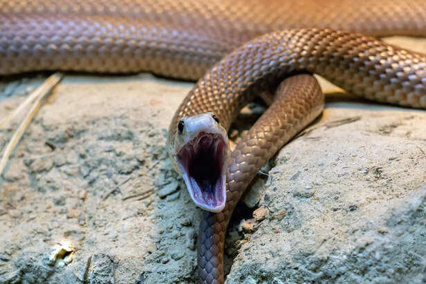 Healing Powers of Snakes in Ancient Medicine and Spirituality