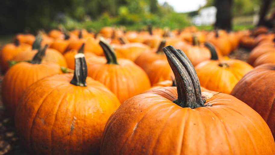 Want to Pick the Perfect Pumpkin? Here's What to Look For