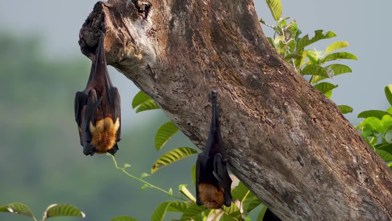 Flying Foxes: Close-Up Footage of the Endangered Megabats