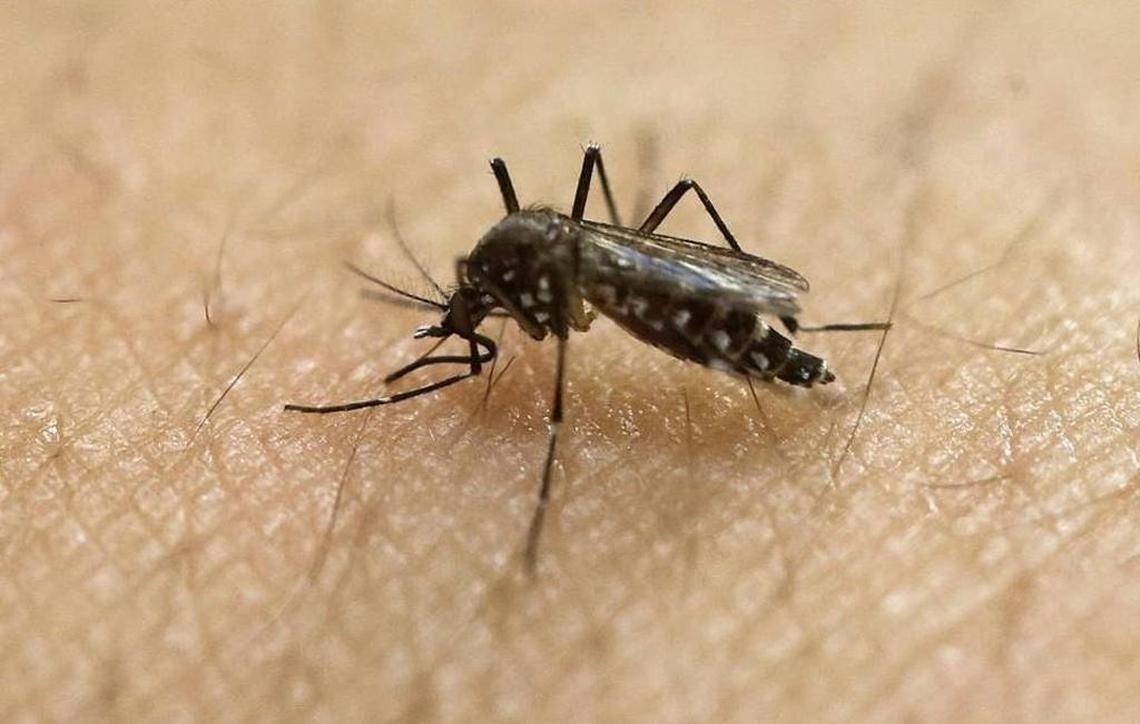 Should you worry about getting sick from mosquitoes in Merced?