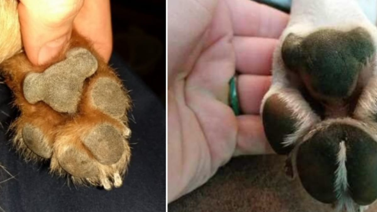 Dog’s paws hide a detail that has every owner rushing to check their own