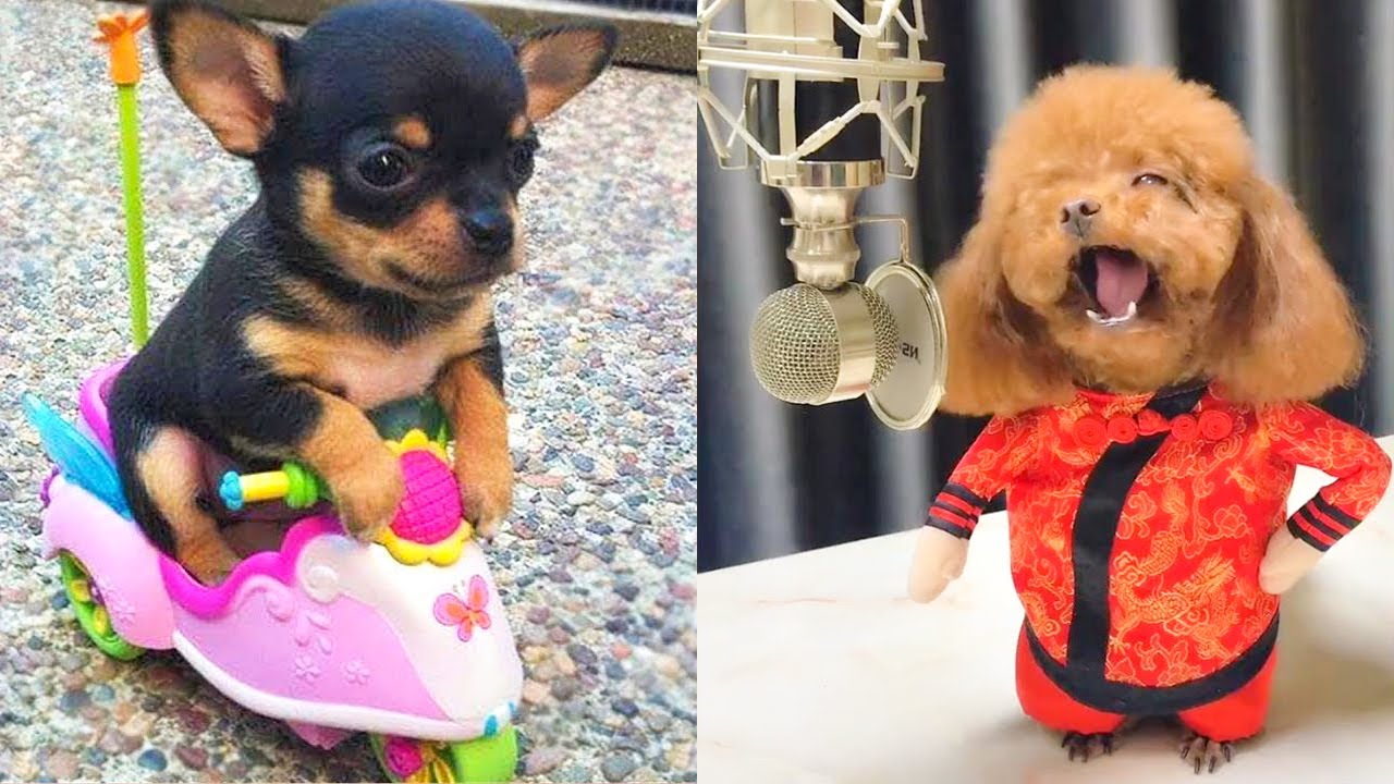 Funny Chihuahua and Singing Poodle