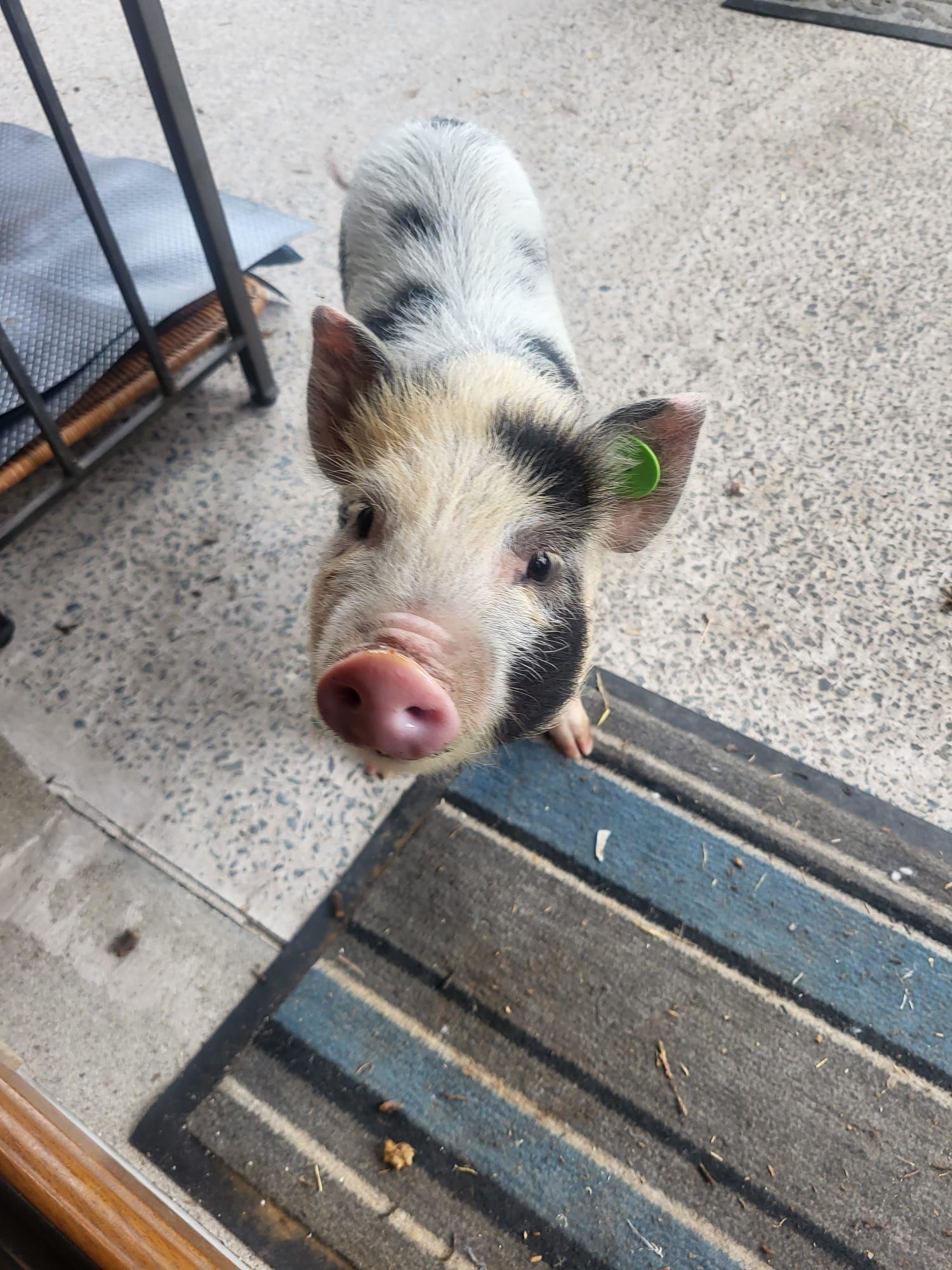 Brexit-busting pig Winston makes history with world-first breeding ...