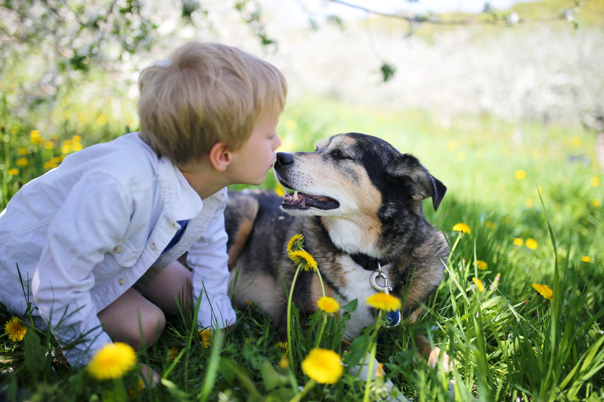 Things you need to know when adopting a senior pet