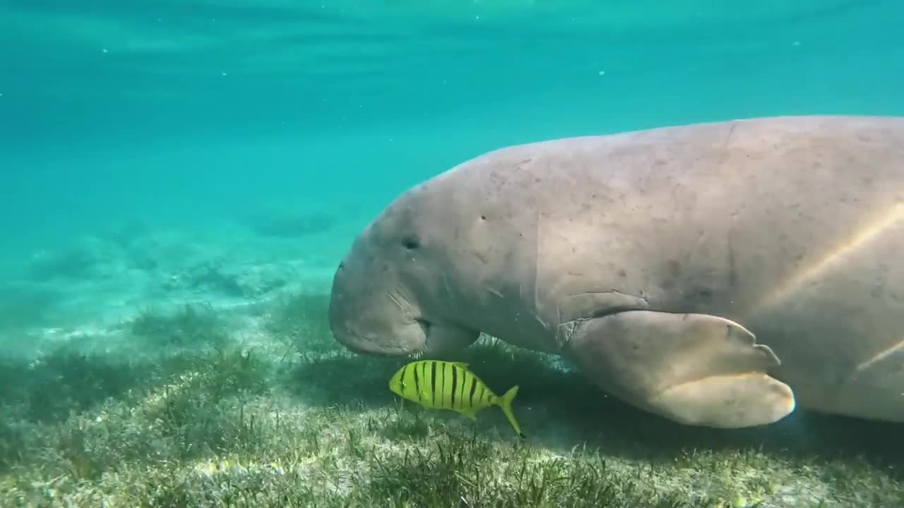 Dugongs Up-Close: Footage of the Endangered ‘Sea Cow’