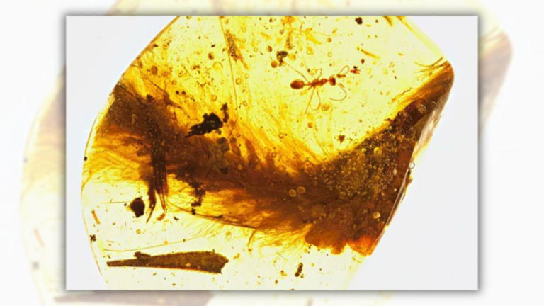 Story about dinosaur tail preserved in amber is a fossil by now