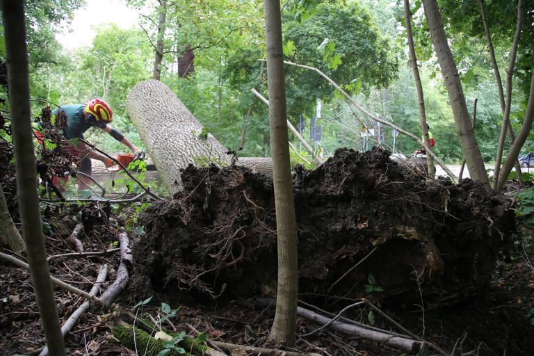 Graupel, Regen, Schneeregen: Woche in Sachsen startet wechselhaft