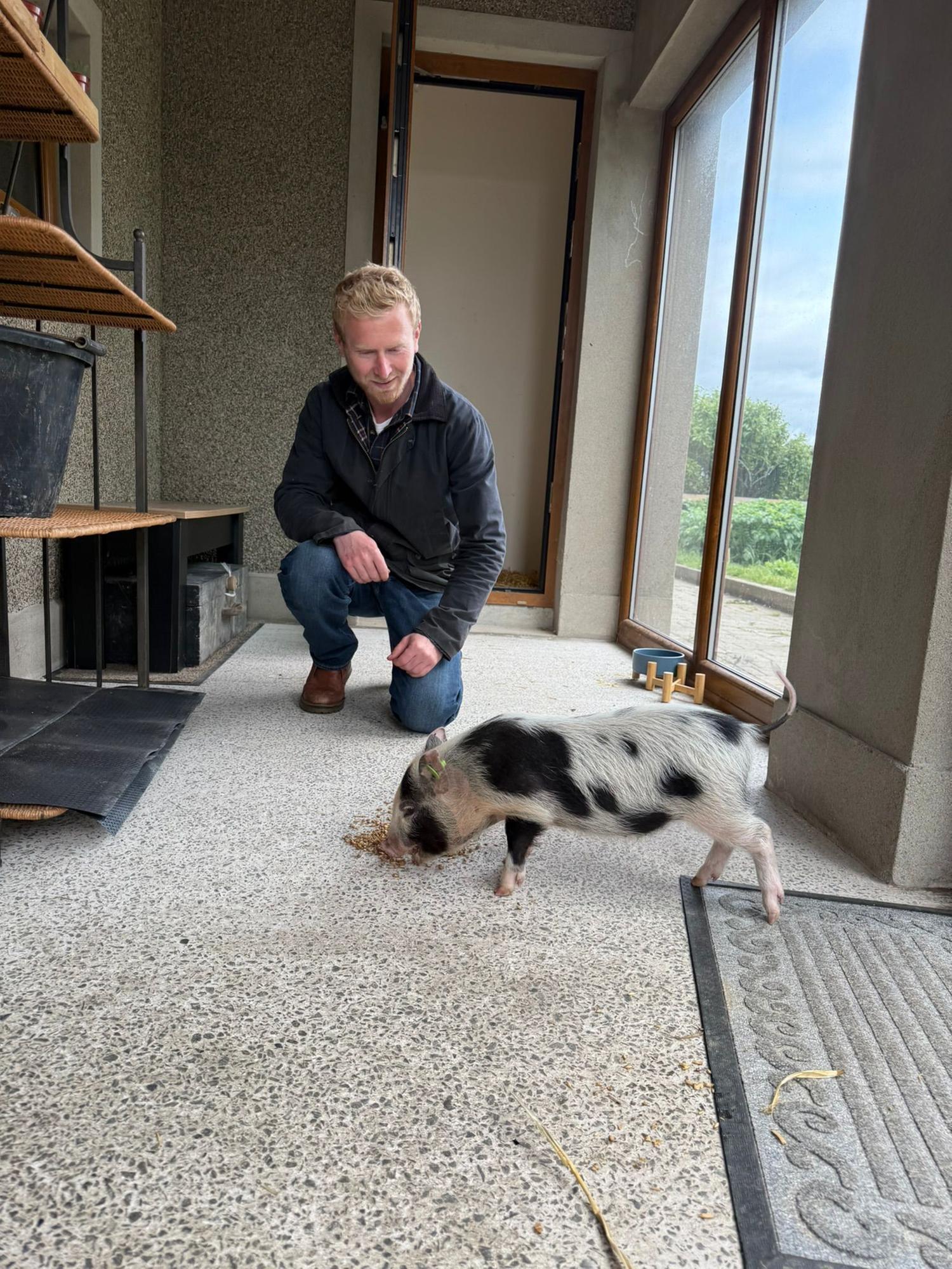 Brexit-busting pig Winston makes history with world-first breeding ...