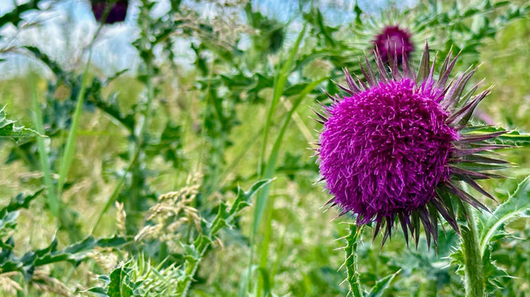 18 Beautiful Flowering Plants That Are Considered Invasive Species