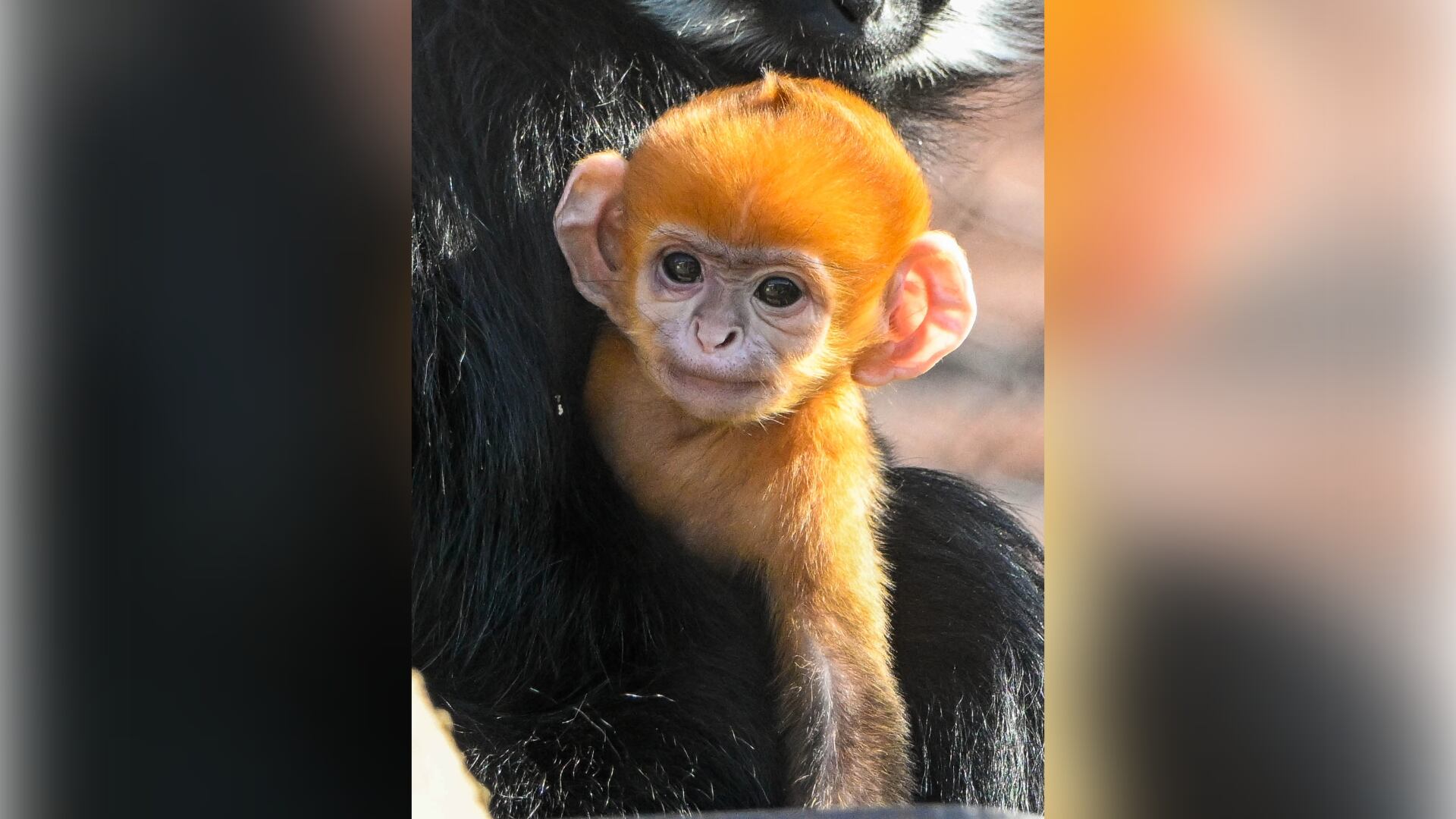 OKC Zoo announces birth of rare, endangered Asian monkey