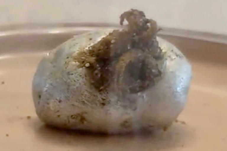 Boy finds 'alien creature that feeds off light' after 'meteorite ...