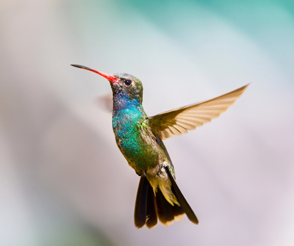 15 fascinating facts about hummingbirds