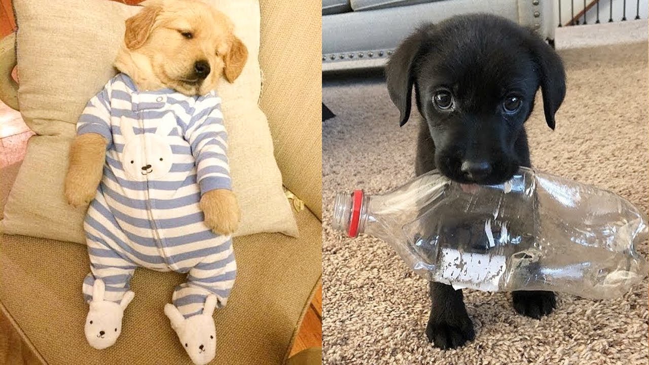 Sleepy Puppy in Pajamas and Playful Black Pup