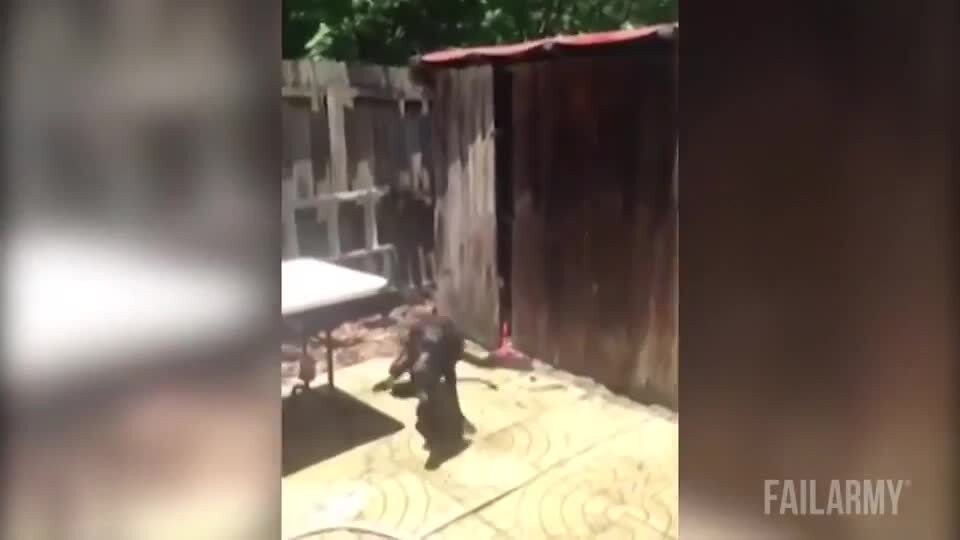 Ultimate Animal Fails | FailArmy