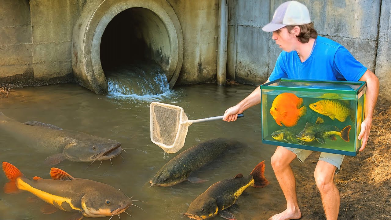 What really happens when you haul wild fish from a creek
