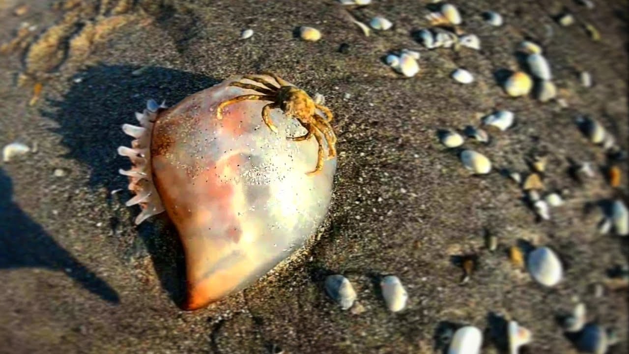 Weird Bait Experiment - Can It Catch Dinner Surf Fishing