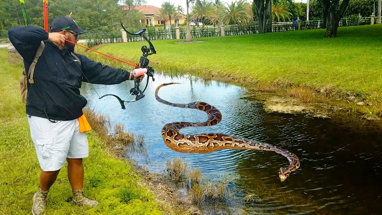 Bowfishing for Giant Invasive Snakes – Wild & Real!
