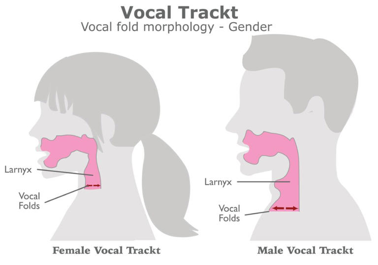 Your Adam's Apple: What is it and Why Does Everyone Has One?