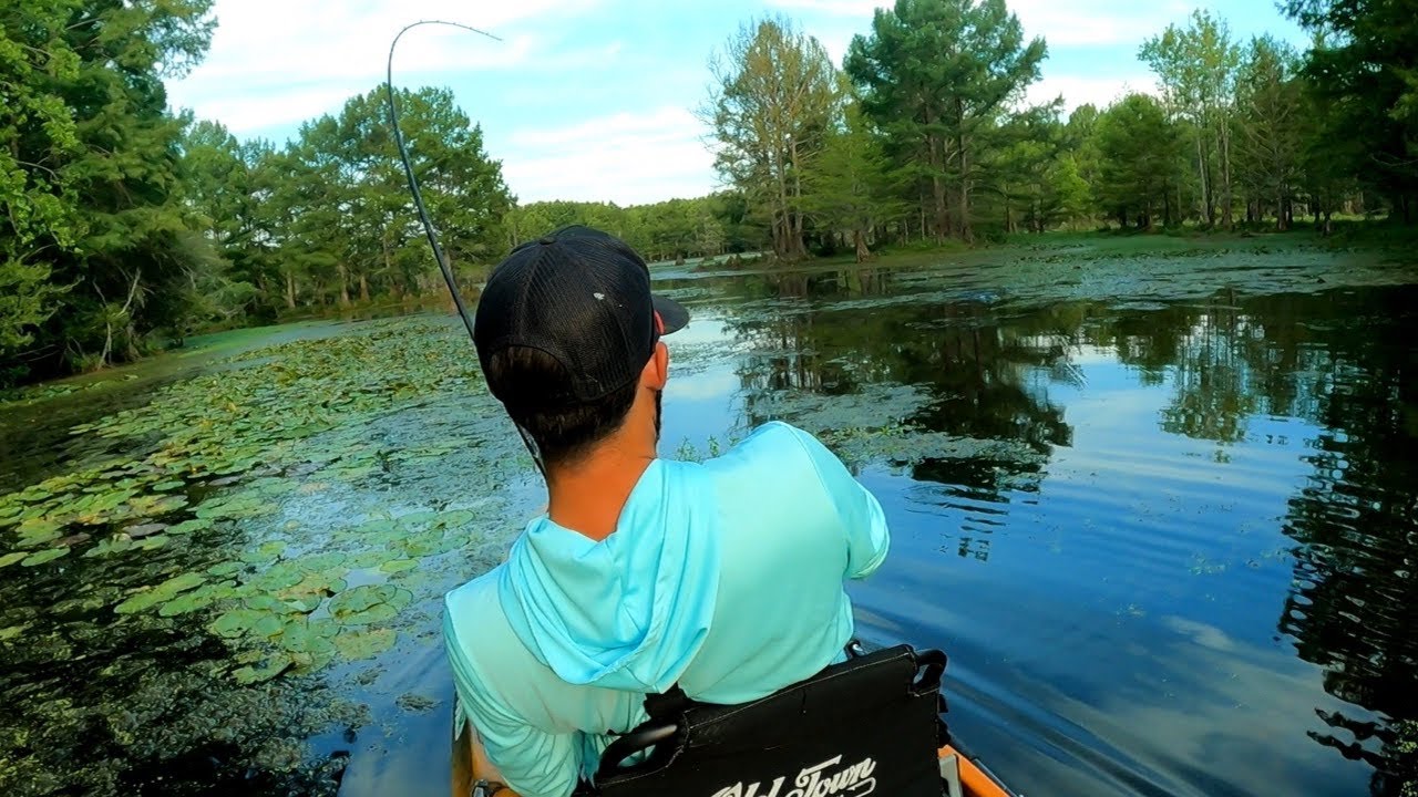 Why swamps produce insanely crazy fish fights