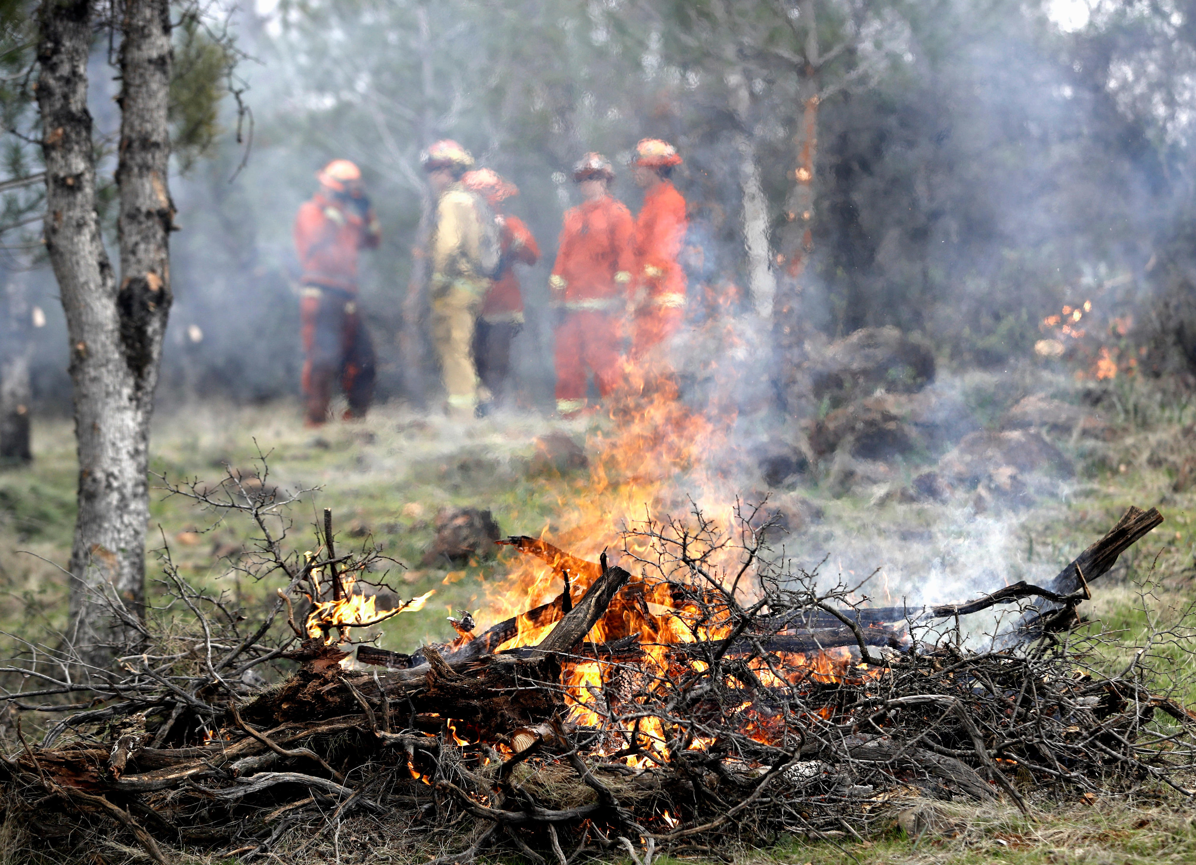 Short lawns, tree stumps: What Shasta County rules to protect homes ...