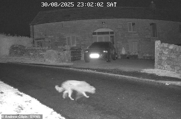 Moment missing cockapoo jumps into owner's arms when she was found ...
