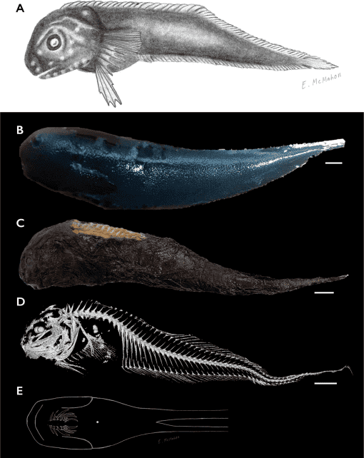 Meet the Bumpy Snailfish: An Adorable, Newly Discovered Deep Sea ...