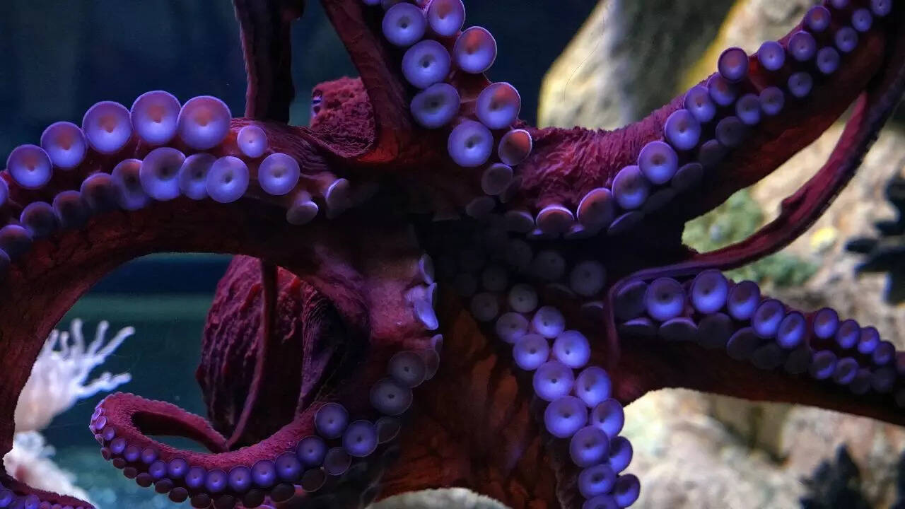 The incredible flexibility and intelligence of octopus arms: Shaping ...