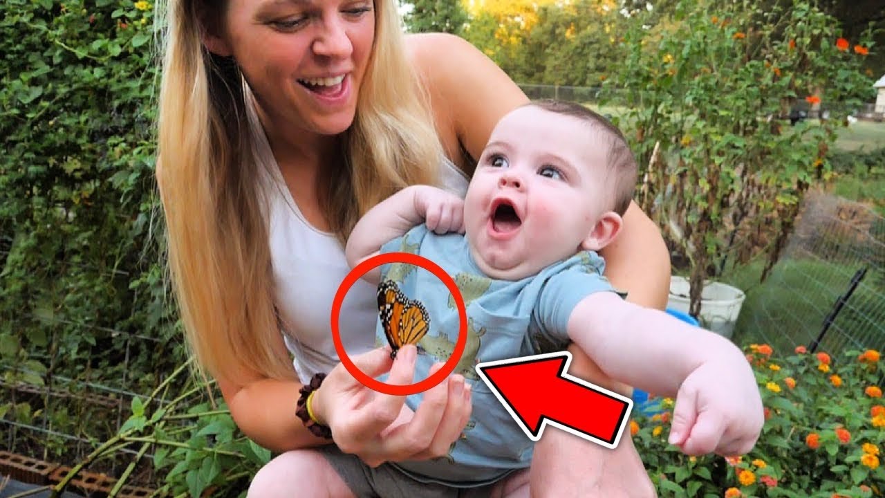 We raised many monarch butterflies and released them