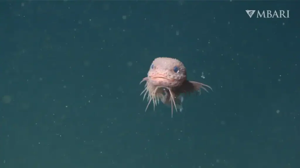 Meet the Bumpy Snailfish: An Adorable, Newly Discovered Deep Sea ...