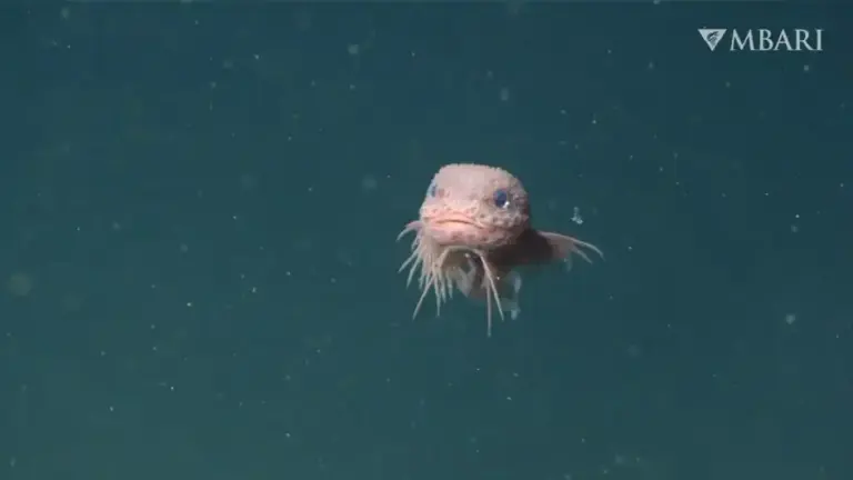 Meet the Bumpy Snailfish: An Adorable, Newly Discovered Deep Sea ...