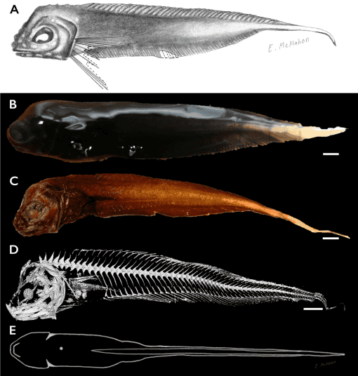 Meet the Bumpy Snailfish: An Adorable, Newly Discovered Deep Sea ...