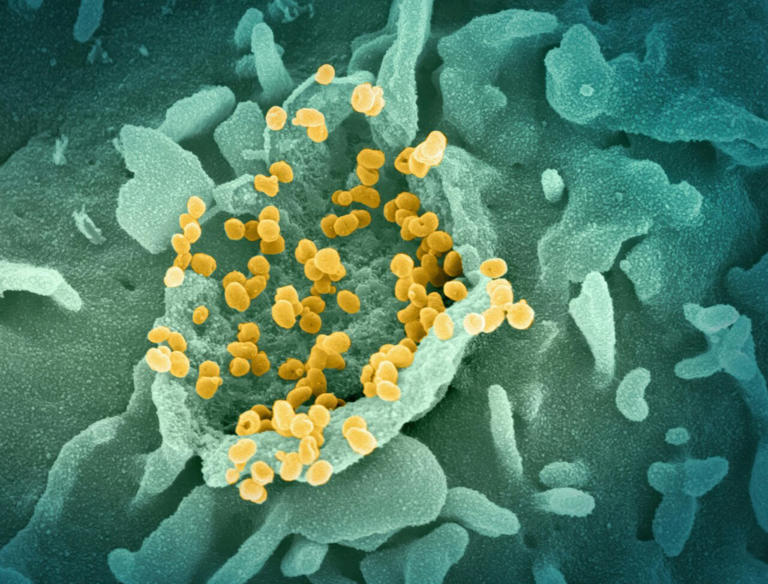 Breaking down the layers of the immune system: Advice from an immunologist