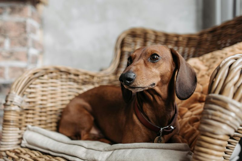 Top 11 German Dog Breeds