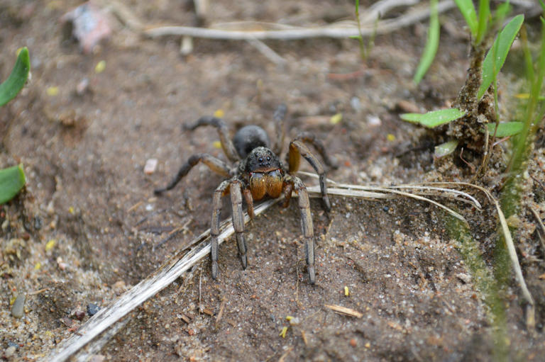 These are the biggest and most common spiders in Wisconsin