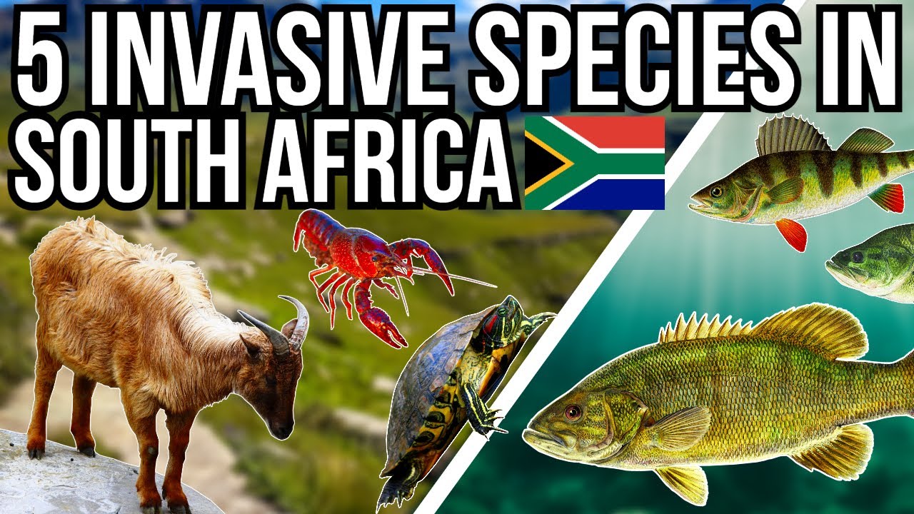 5 Invasive Species Destroying South Africa’s Ecosystem