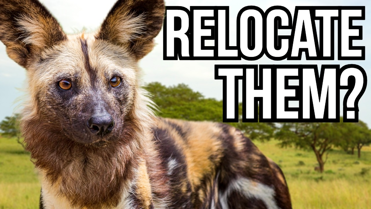 Why Relocating Endangered Animals Often Ends in Failure