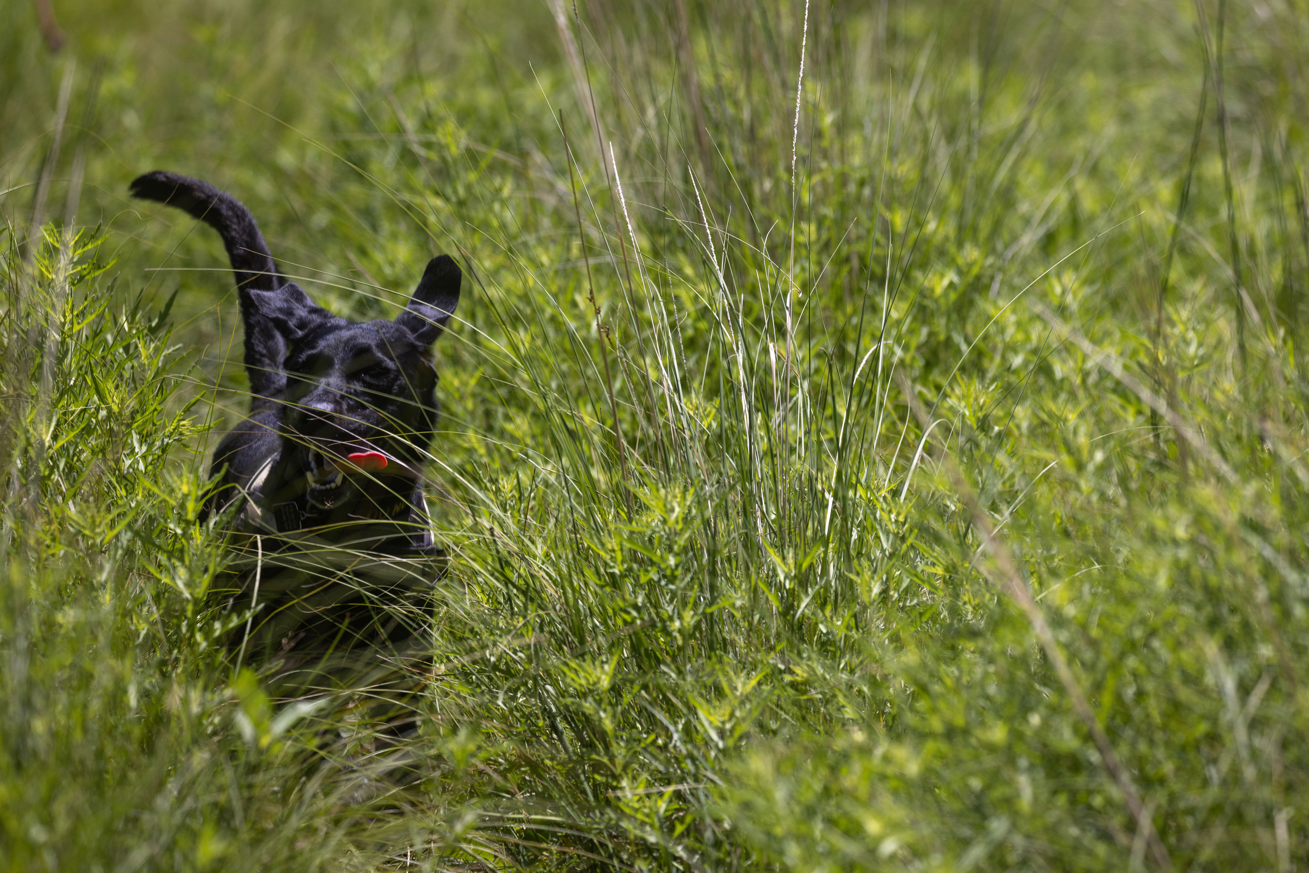 This Rare, Endangered Orchid Only Exists in Two Locations. Can Dogs ...