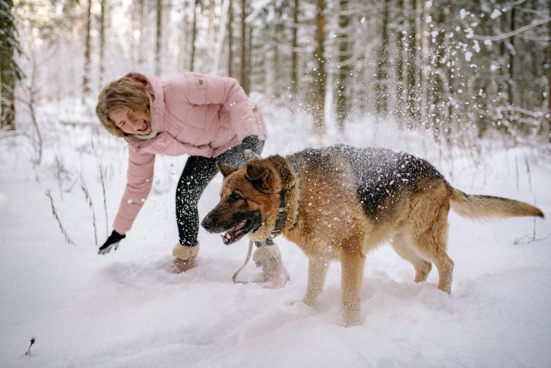 Top 11 German Dog Breeds