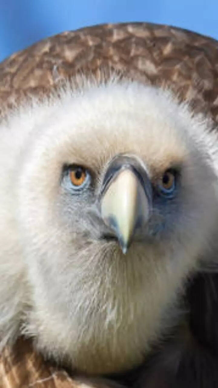 Ferocious falcons: 10 birds that inspired villain moves