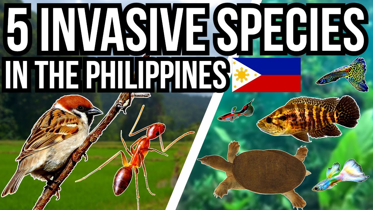 5 Invasive Species Causing Chaos in the Philippines