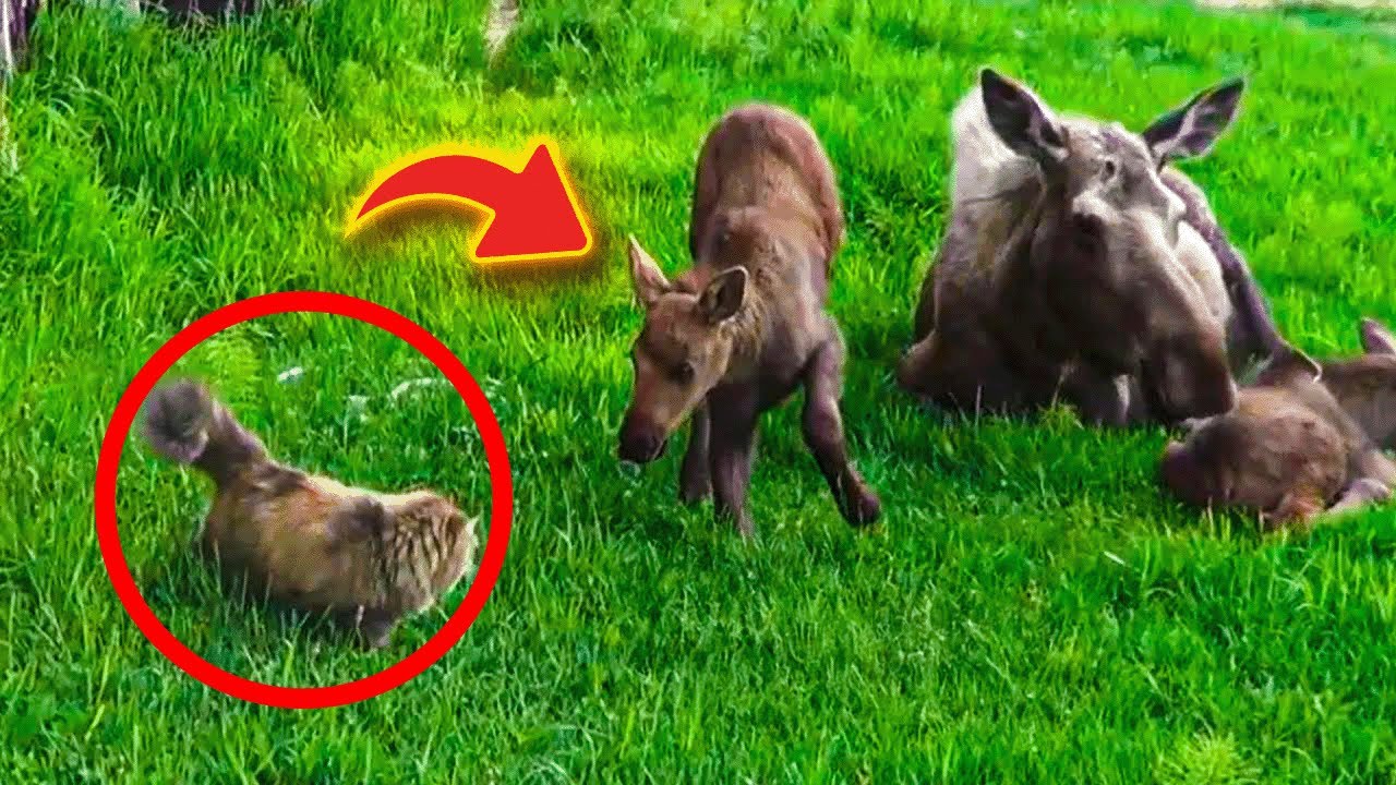 When This Cat Stalked A Massive Moose In Alaska, It Sparked An ...