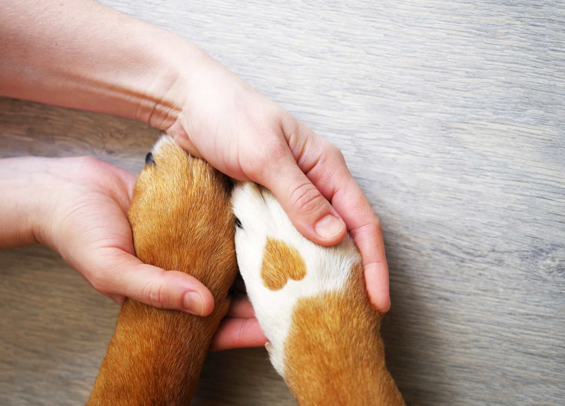Things you need to know when adopting a senior pet