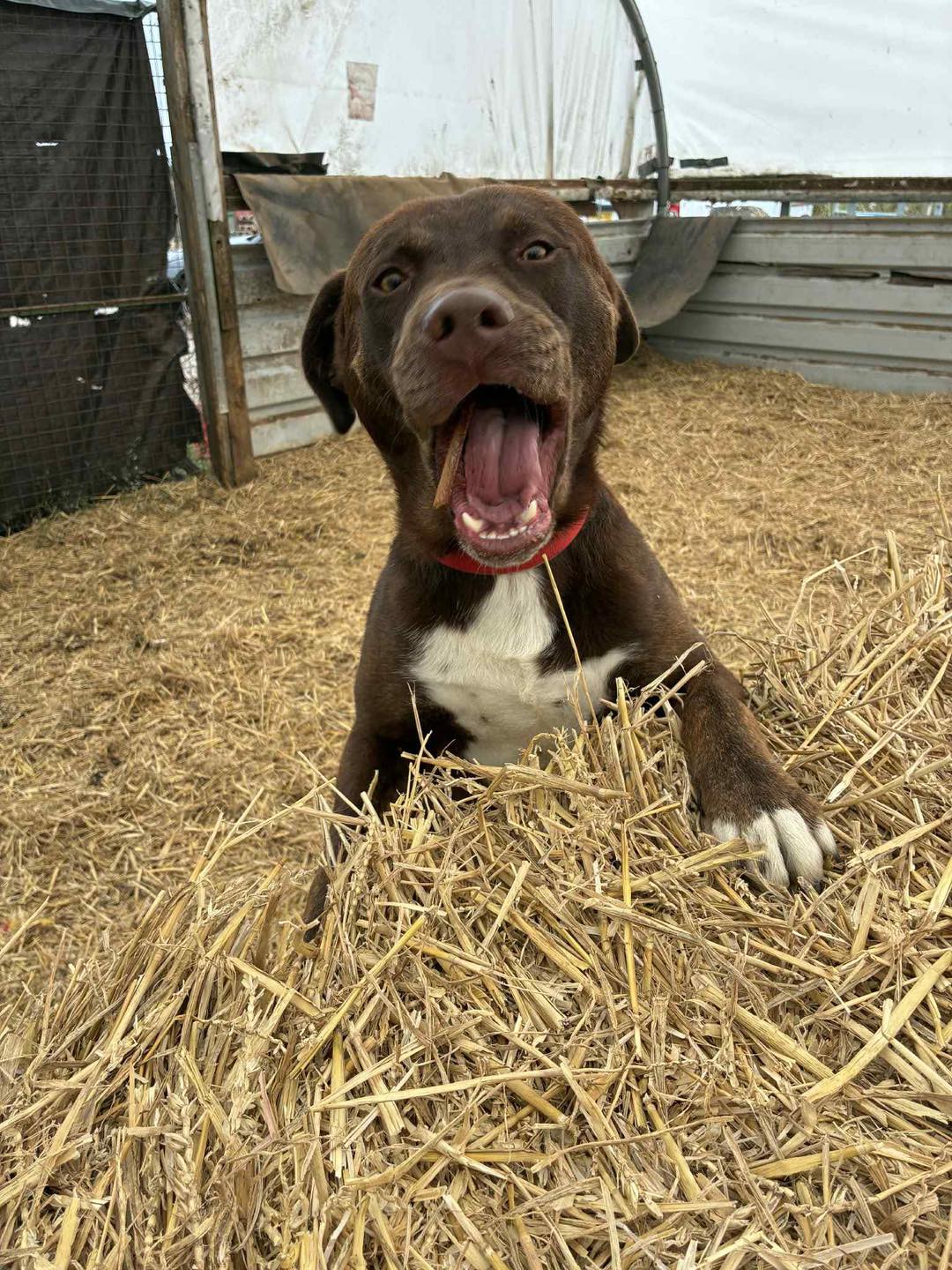 Meet Homeless Hounds' adorable heartbreaker Fudge the Labrador who ...