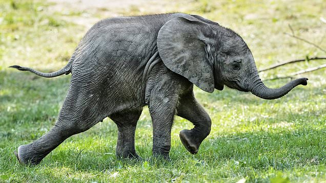 Playful elephant cuddles new human bestie
