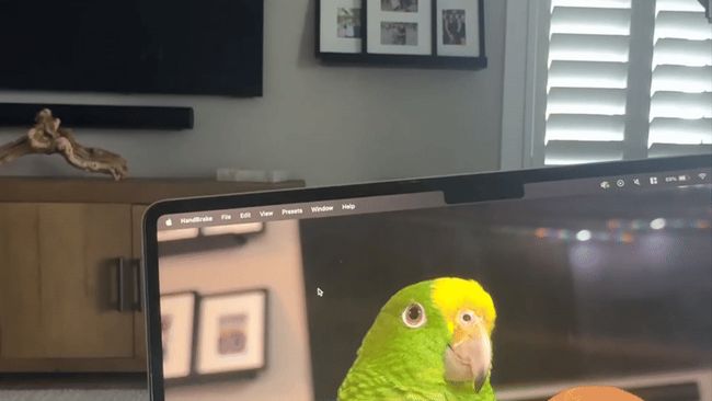 Hilarious Parrot Plays Peekaboo Behind Owner's Laptop